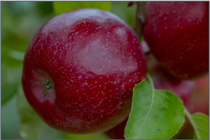 - Triumph Apple #FDTA1