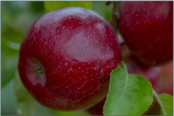 - Triumph Apple #FDTA1