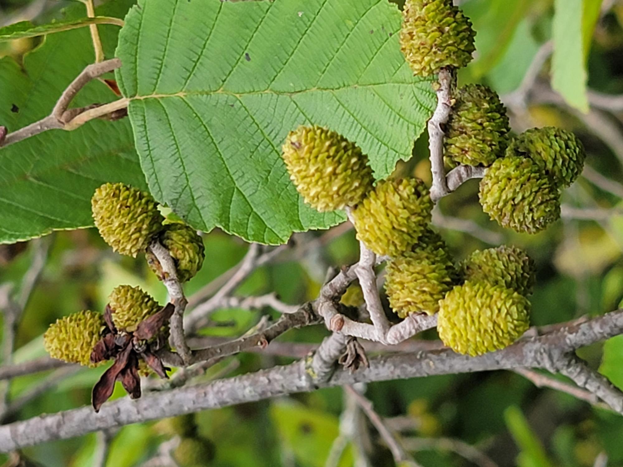 - Speckled Alder (Tag Alder) #FSA1A